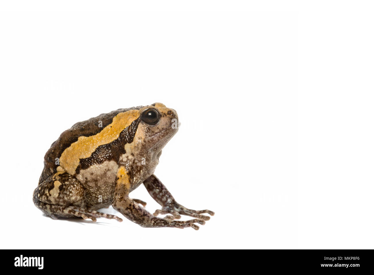 Banded bullfrog on white background Stock Photo - Alamy