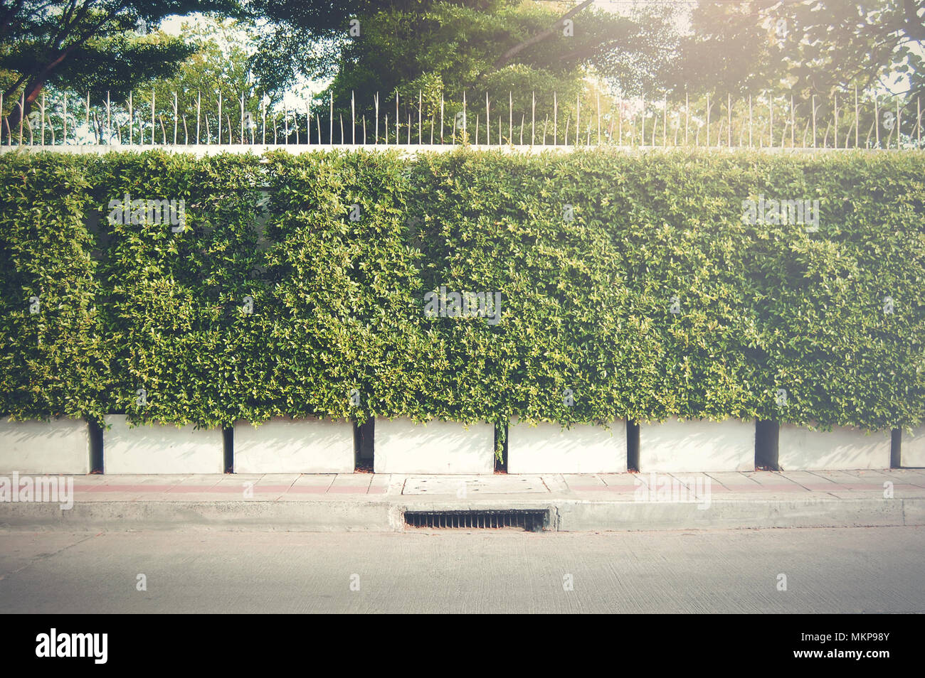 Tree wall on beside the street in sunny day, Foot path beside road ...