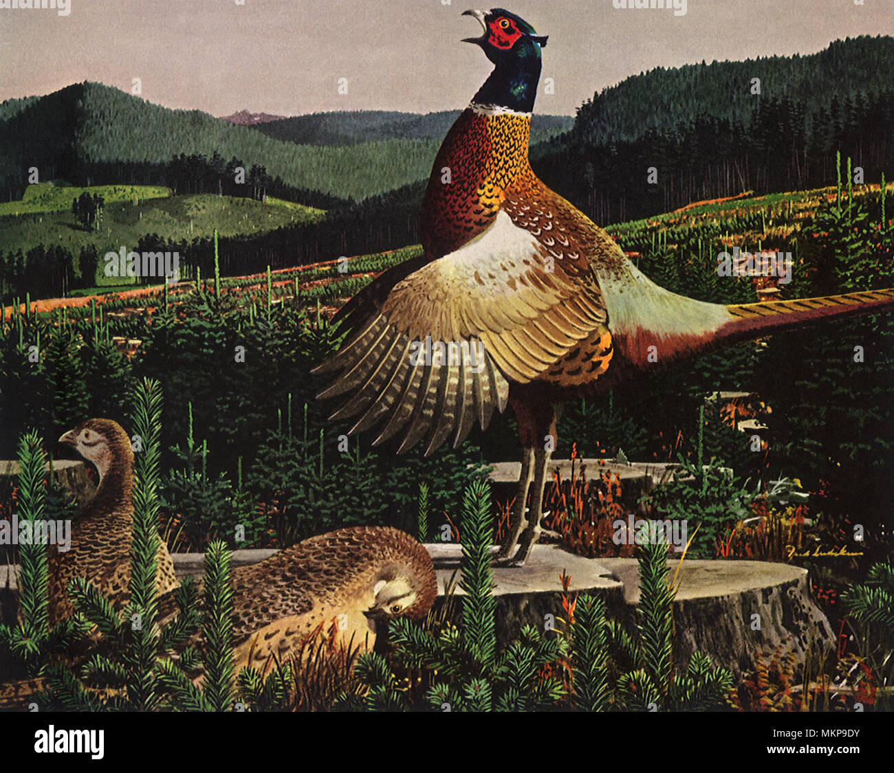 Ring necked pheasants hi-res stock photography and images - Alamy