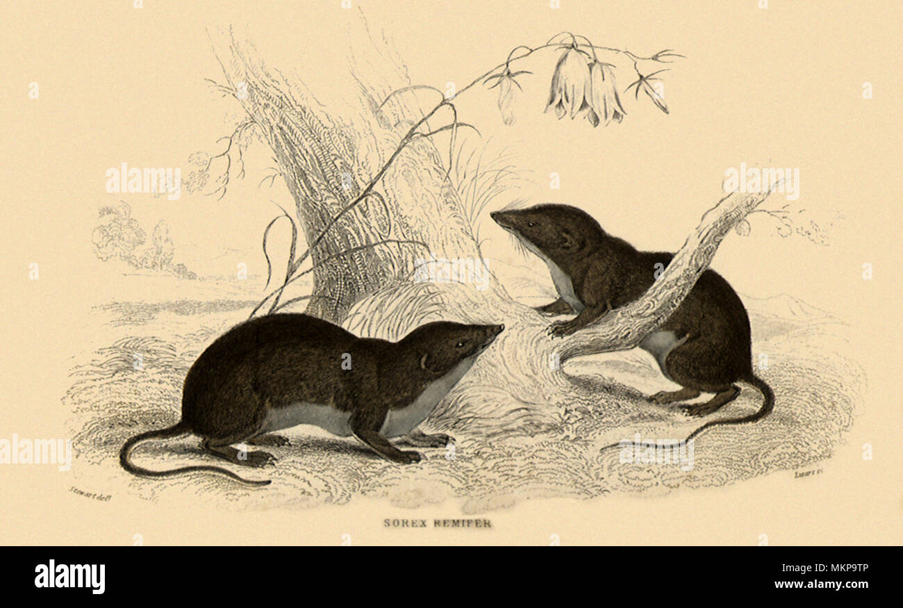 Sorex remifer hi-res stock photography and images - Alamy