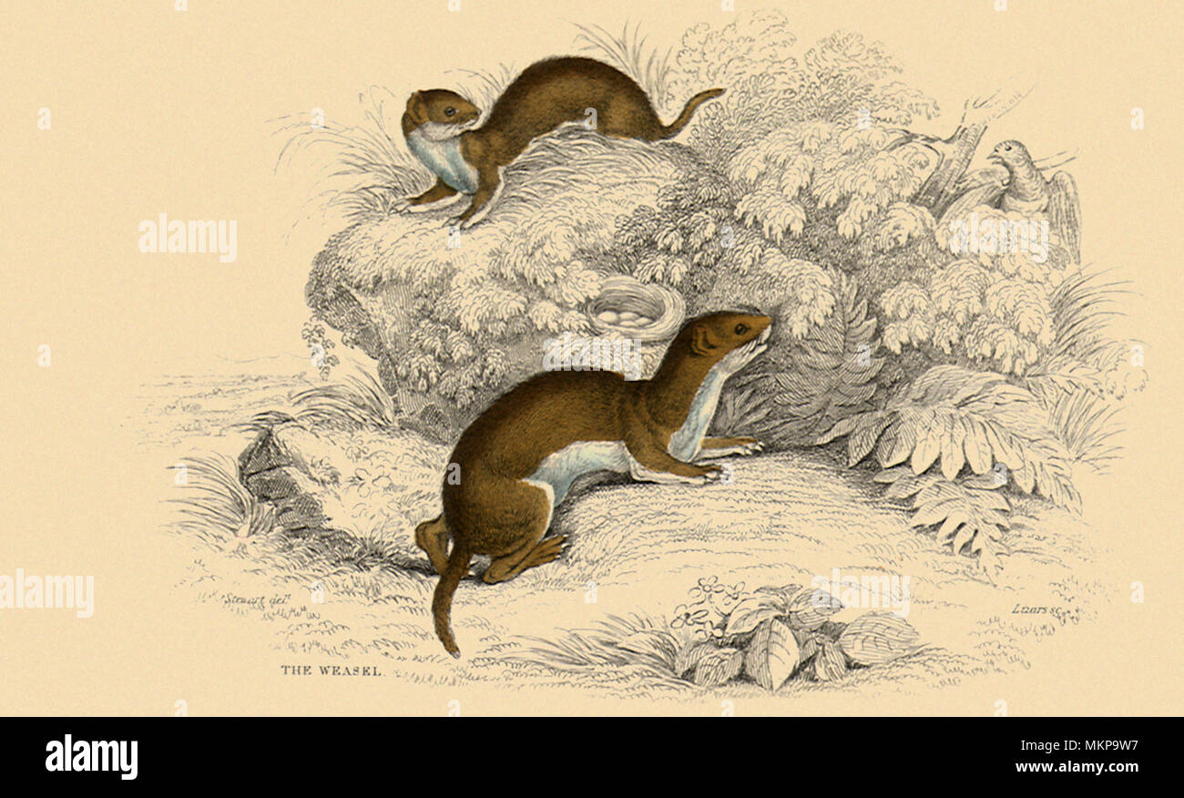 Weasel illustration hi-res stock photography and images - Alamy