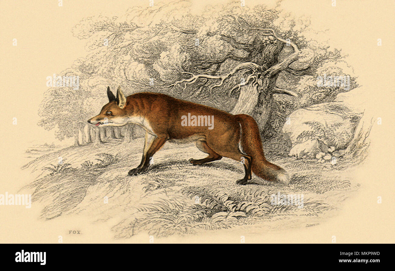 Fox creature hi-res stock photography and images - Alamy