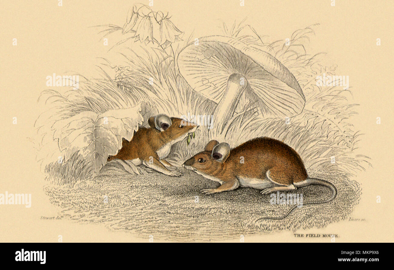 Field Mouse Drawing