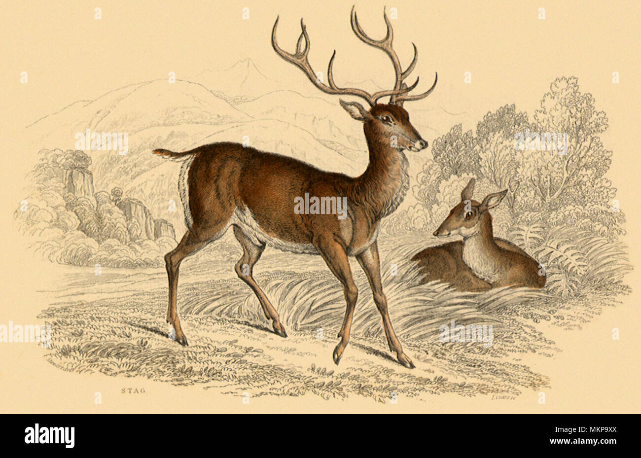 Stag stag hi-res stock photography and images - Alamy