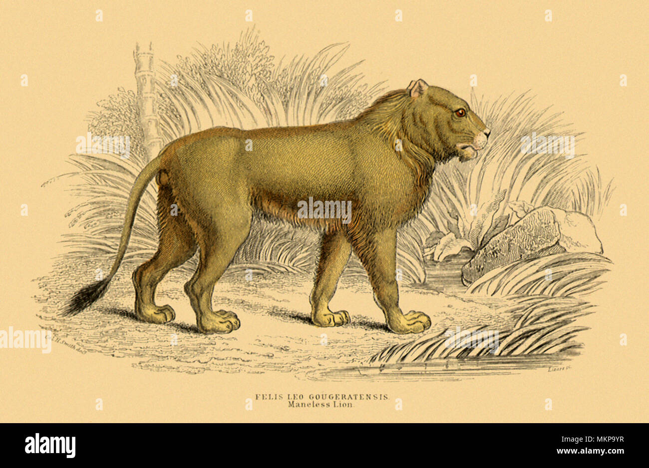 Felis leo lion hi-res stock photography and images - Alamy