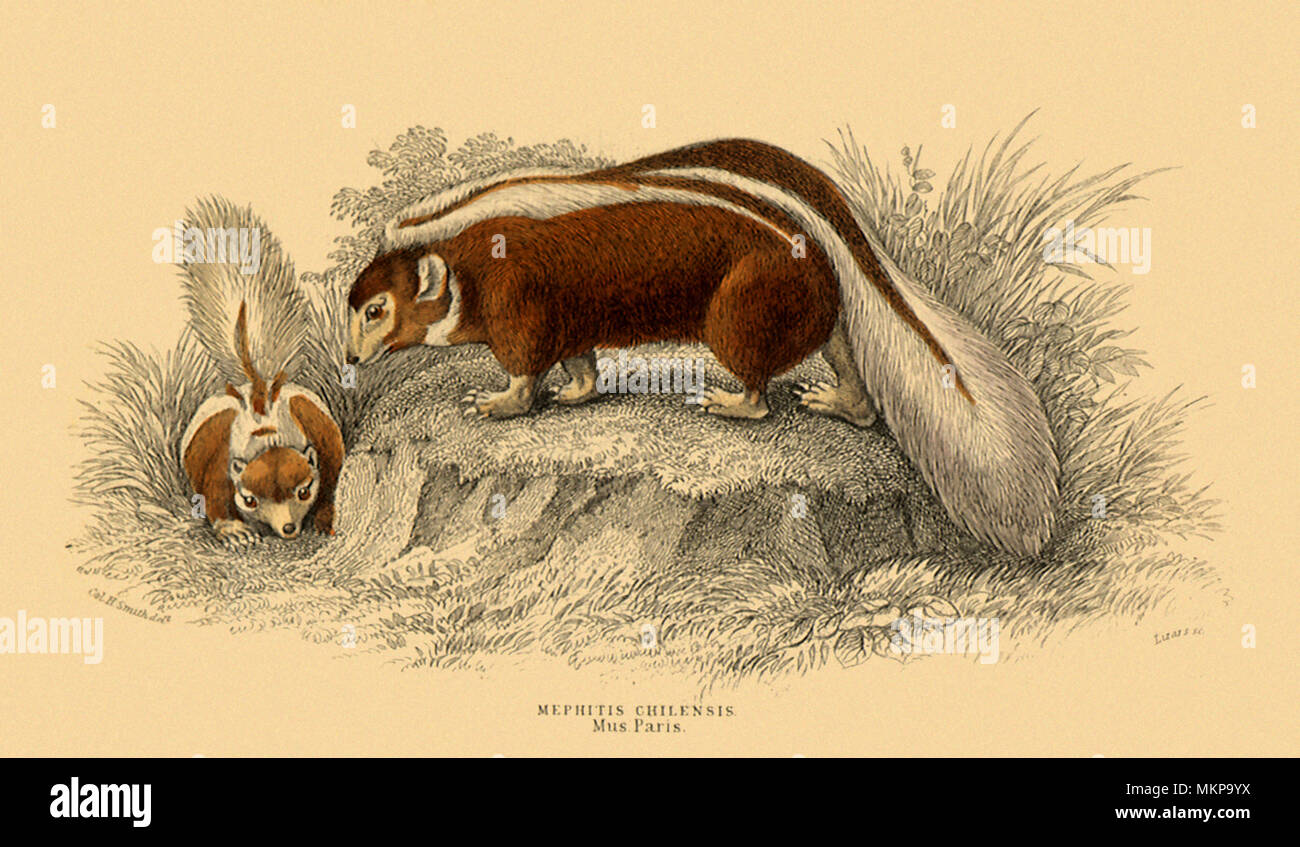 Mephitis chilensis hi-res stock photography and images - Alamy