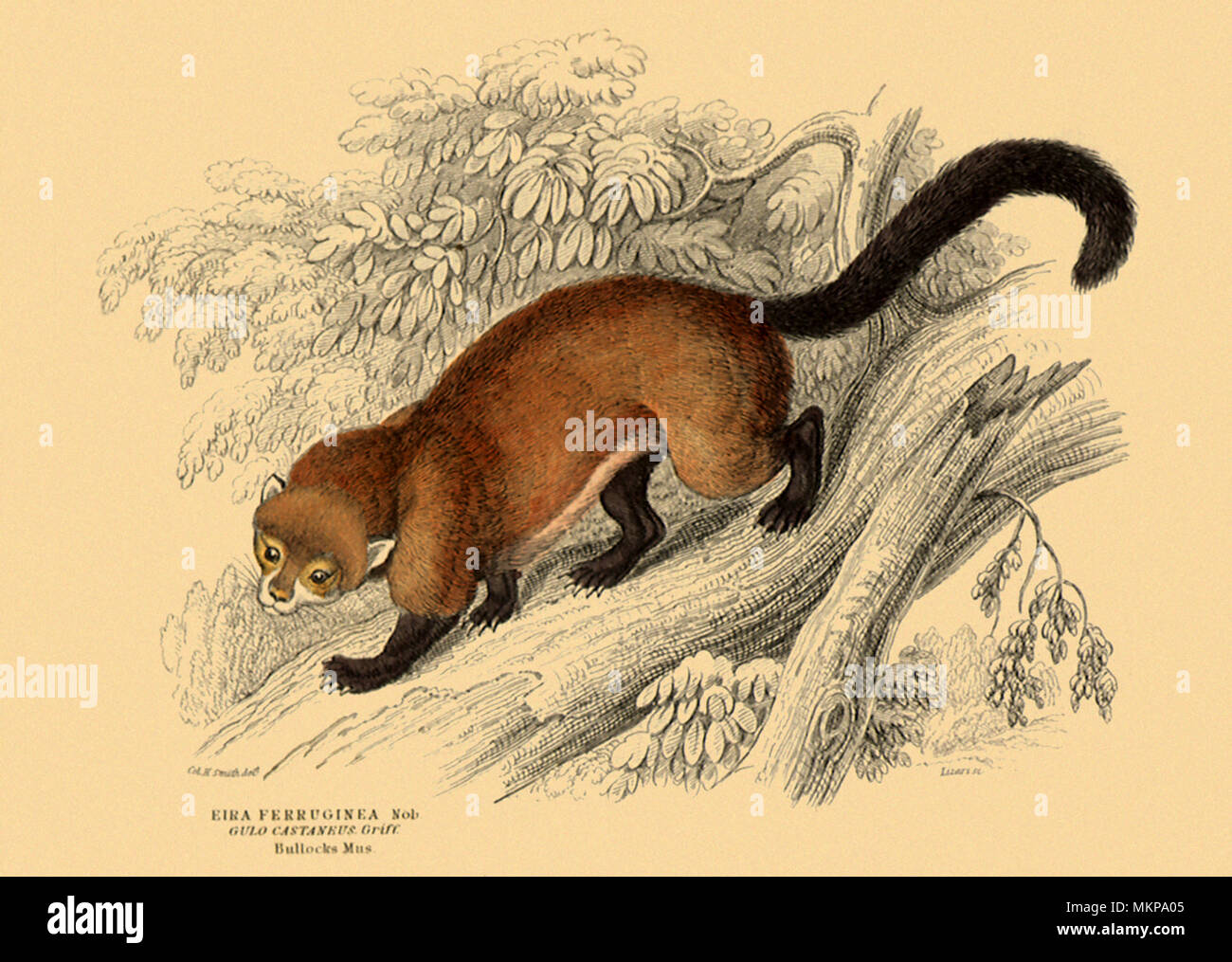 Griff hi-res stock photography and images - Alamy