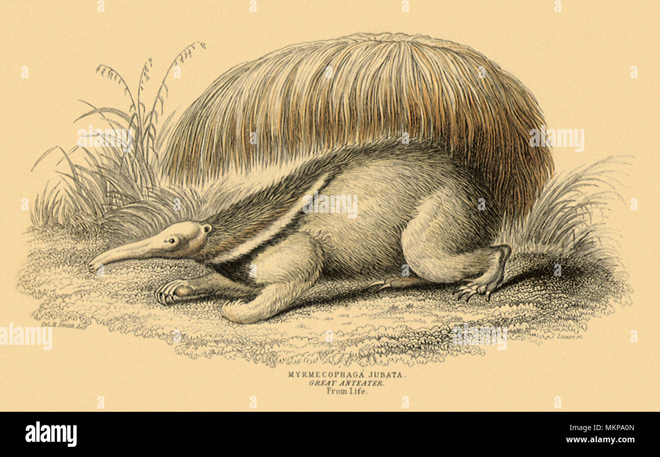 Anteater Tongue Anatomy