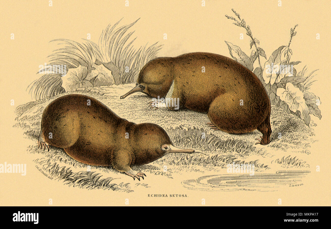 Echidna setosa hi-res stock photography and images - Alamy