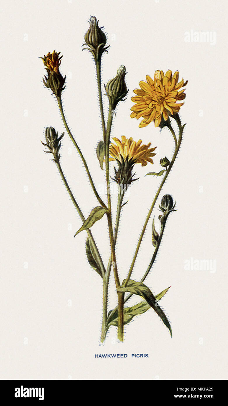 Picris hieracioides hi-res stock photography and images - Alamy