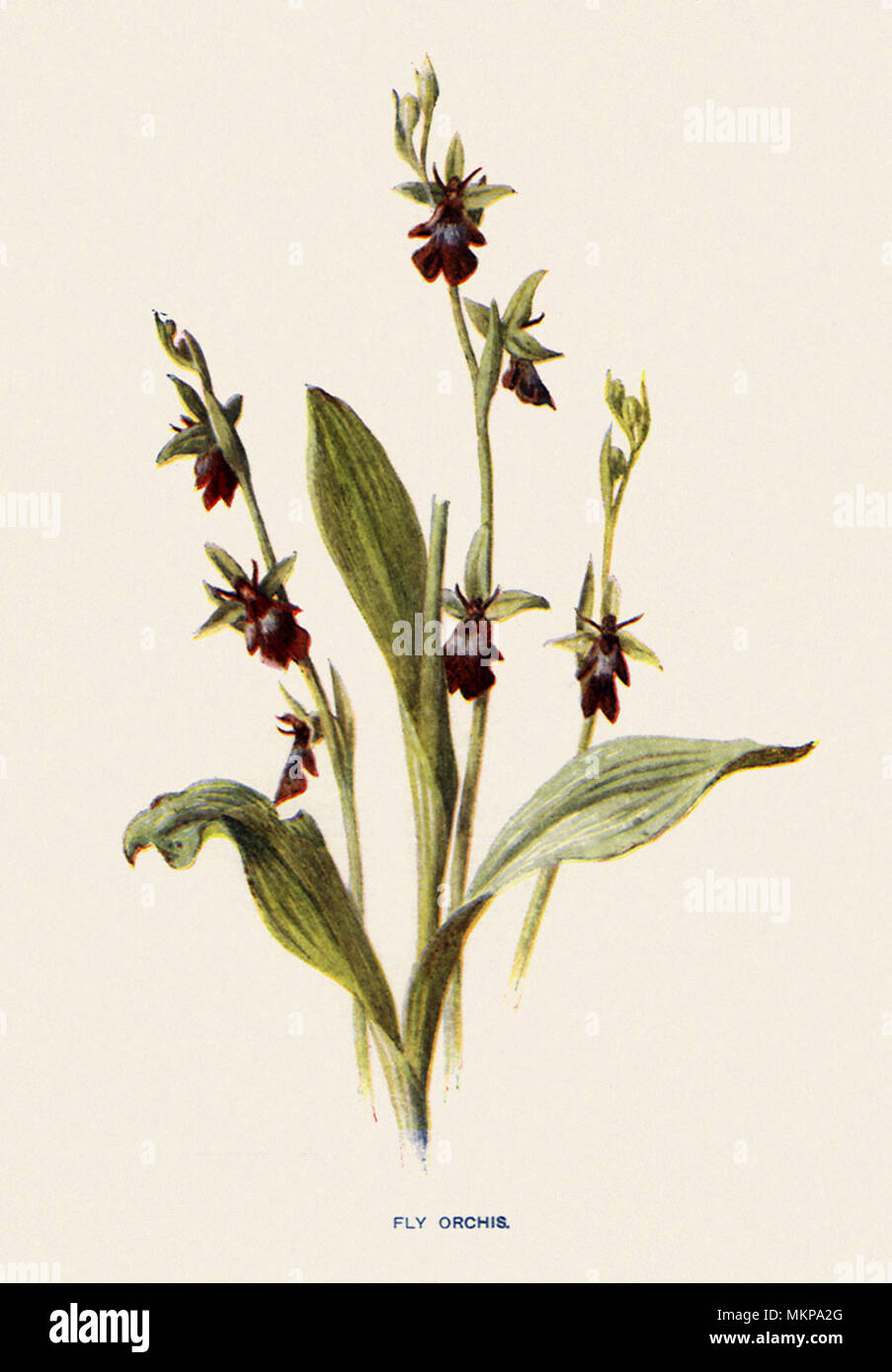 Muscifera hi-res stock photography and images - Alamy