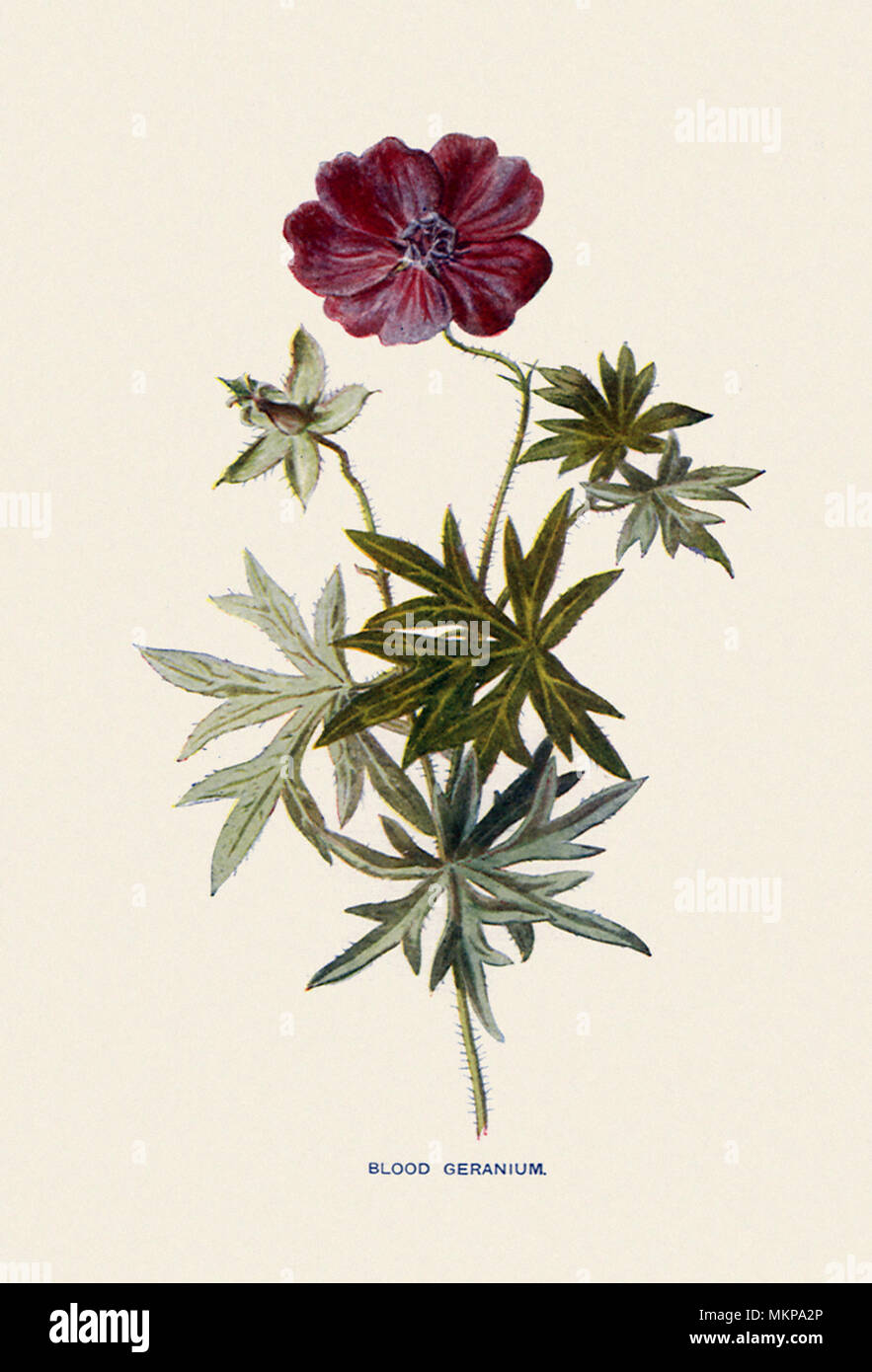 Blood Geranium, Geranium sanguineum Stock Photo - Alamy Blood Geranium, Geranium sanguineum Stock Photo - Alamy