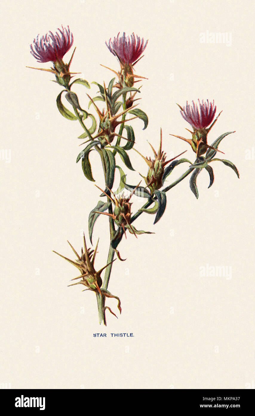 Star thistle hi-res stock photography and images - Alamy