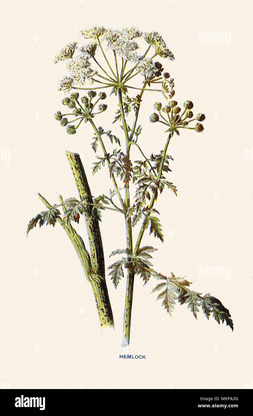 Hemlock flowering hi-res stock photography and images - Alamy