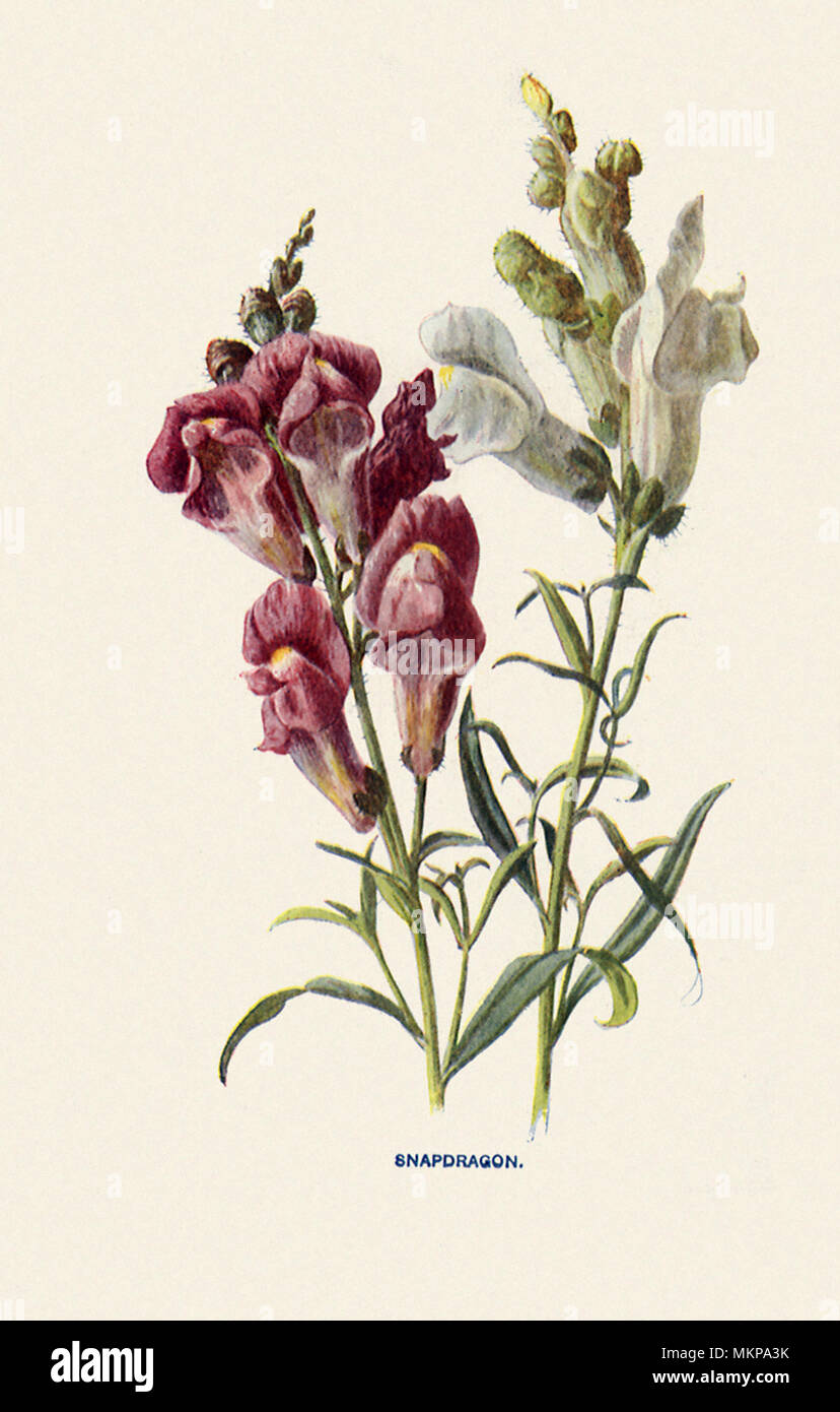 Snapdragon, Antirrhinum majus Stock Photo - Alamy