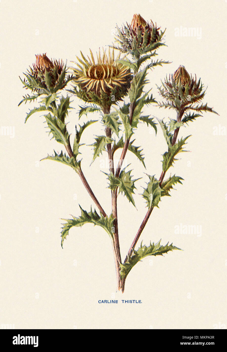 Carline Thistle, Carlina vulgaris Stock Photo - Alamy