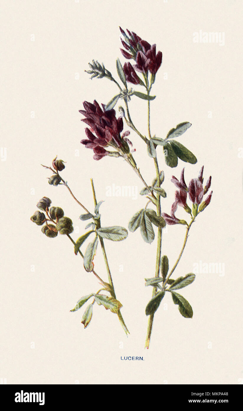 Lucern plant hi-res stock photography and images - Alamy