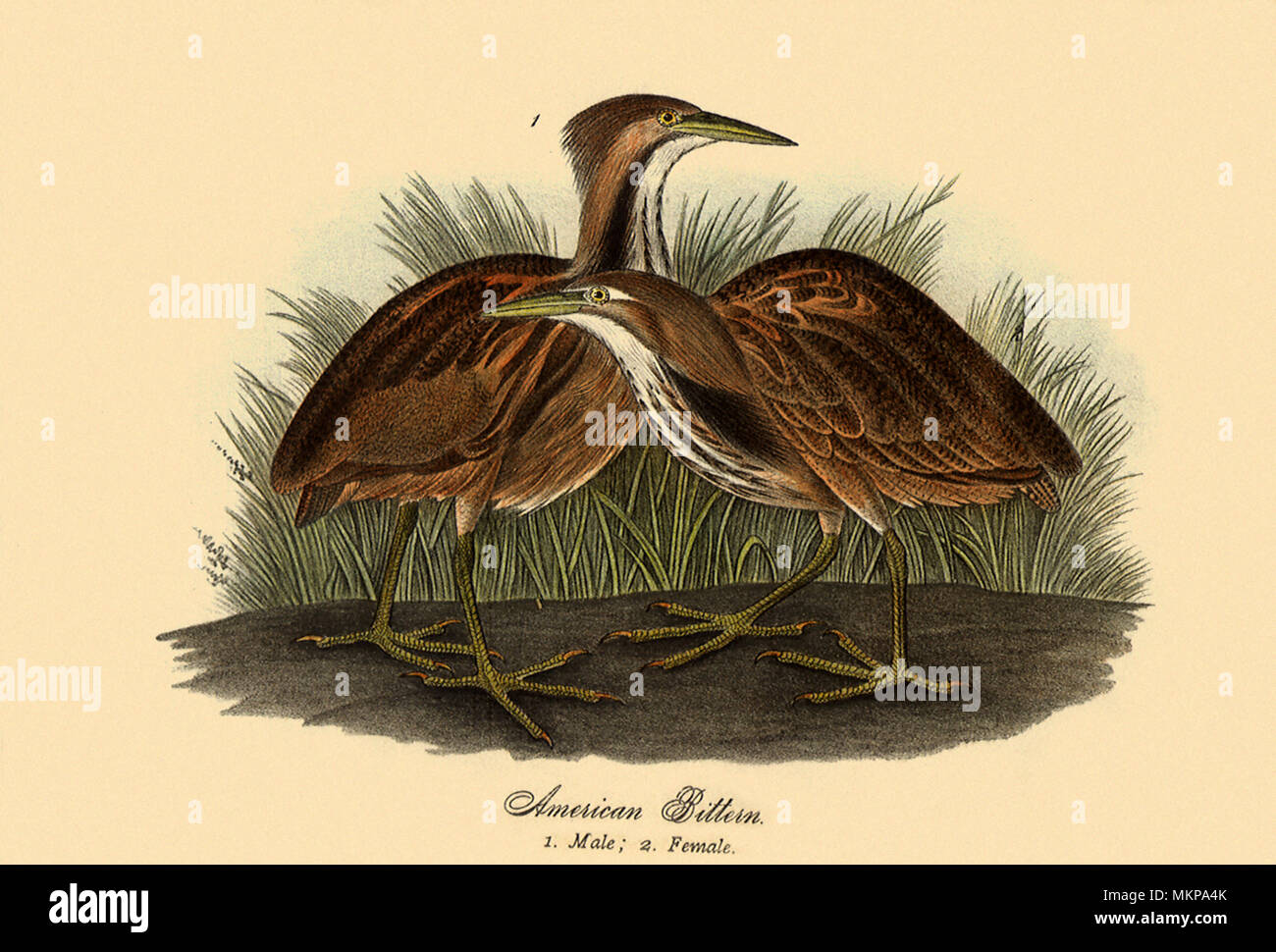 Bittern heron bitterns bird birds hi-res stock photography and images ...