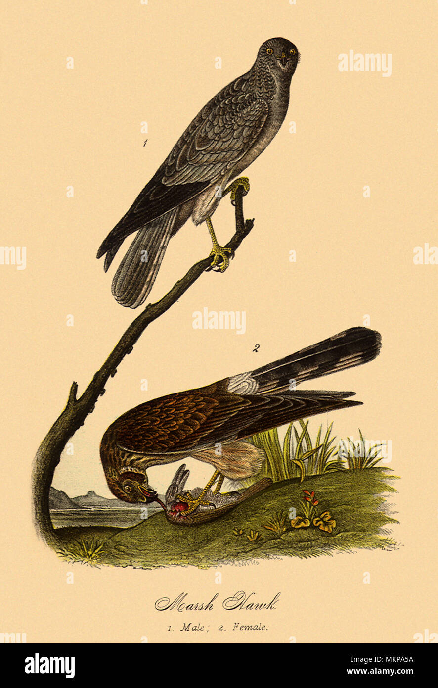 Marsh Hawk, Circus hudsonius Stock Photo - Alamy