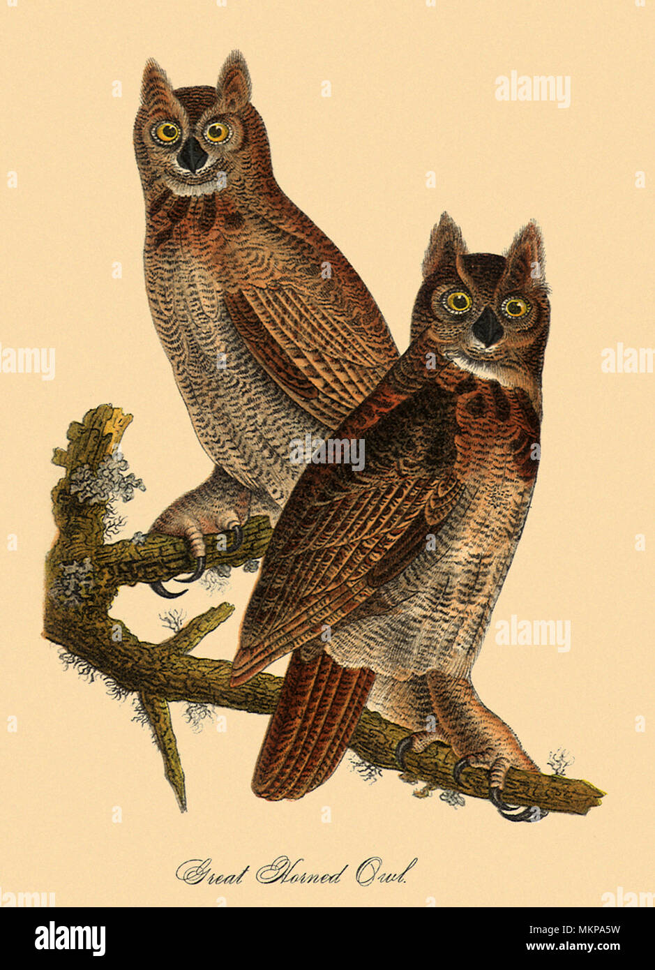 Great Horned Owl, Bubo virginianus Stock Photo - Alamy