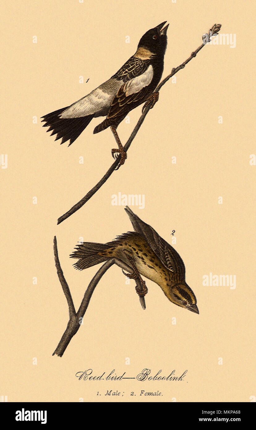 Reed Bird and Boboolinks Stock Photo - Alamy