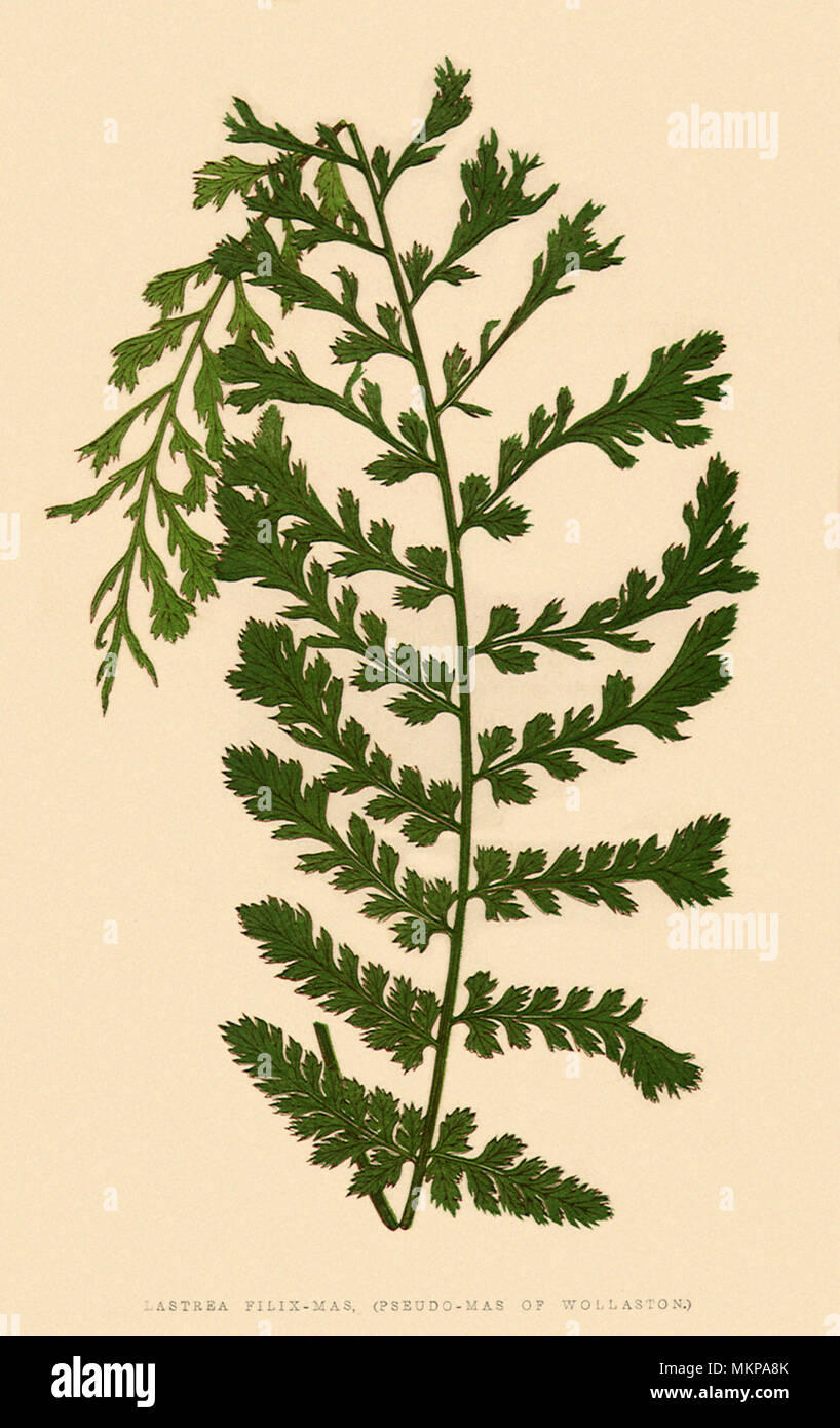 Pseudo scientific hi-res stock photography and images - Alamy