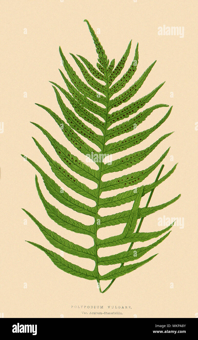 The common polypody hi-res stock photography and images - Alamy