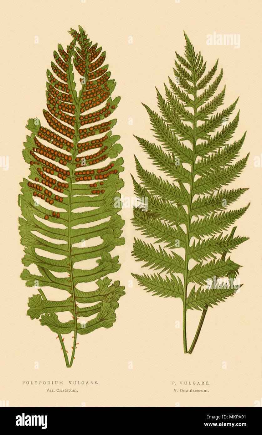 The common polypody hi-res stock photography and images - Alamy