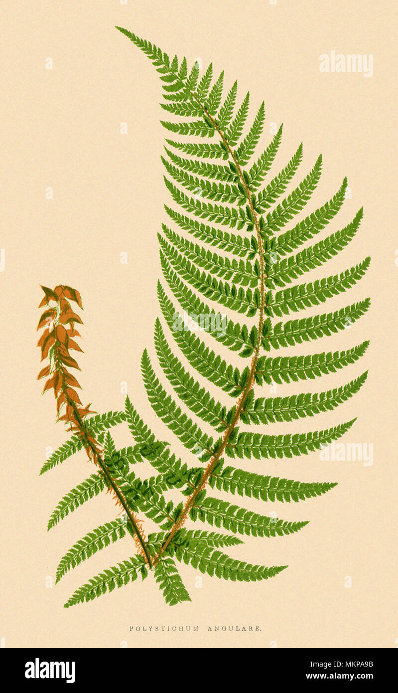 Angular Shield Fern Stock Photo - Alamy
