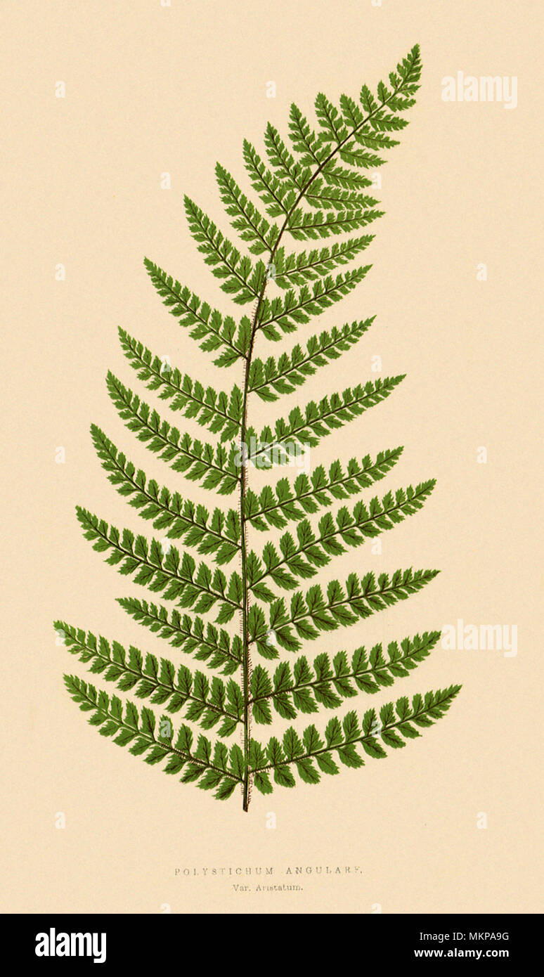 Angular Shield Fern Stock Photo - Alamy