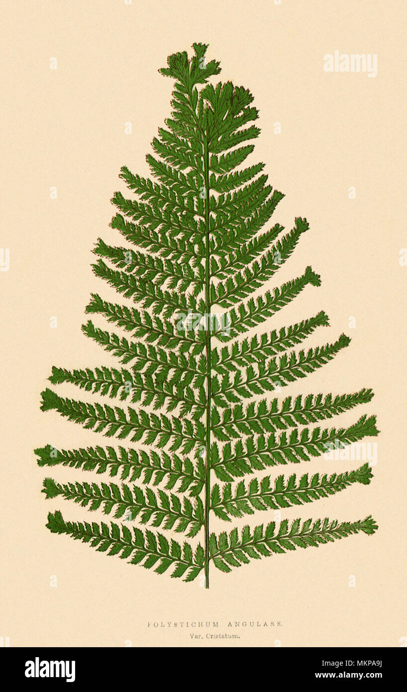 Angular Shield Fern Stock Photo - Alamy