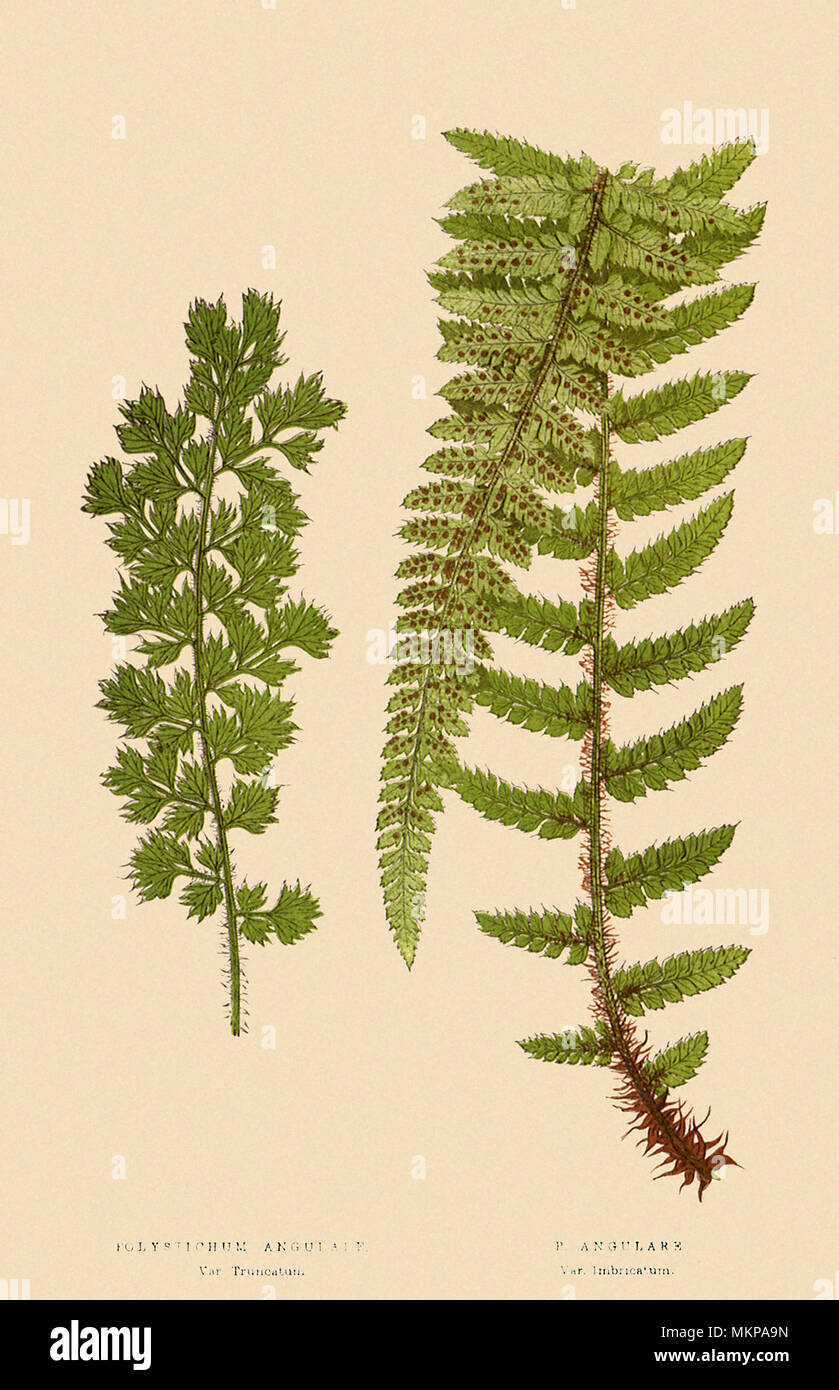 Angular Shield Fern Stock Photo - Alamy