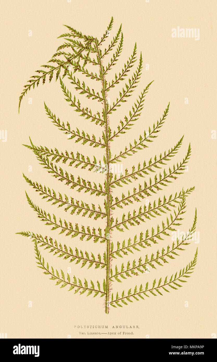 Angular Shield Fern Stock Photo - Alamy