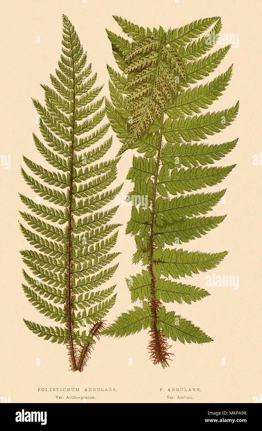 Angular Shield Fern Stock Photo - Alamy