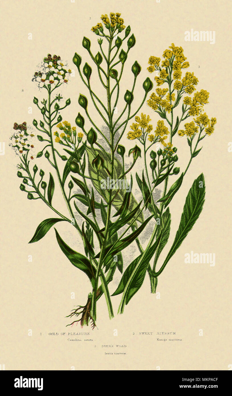 Swedish flowers hi-res stock photography and images - Alamy