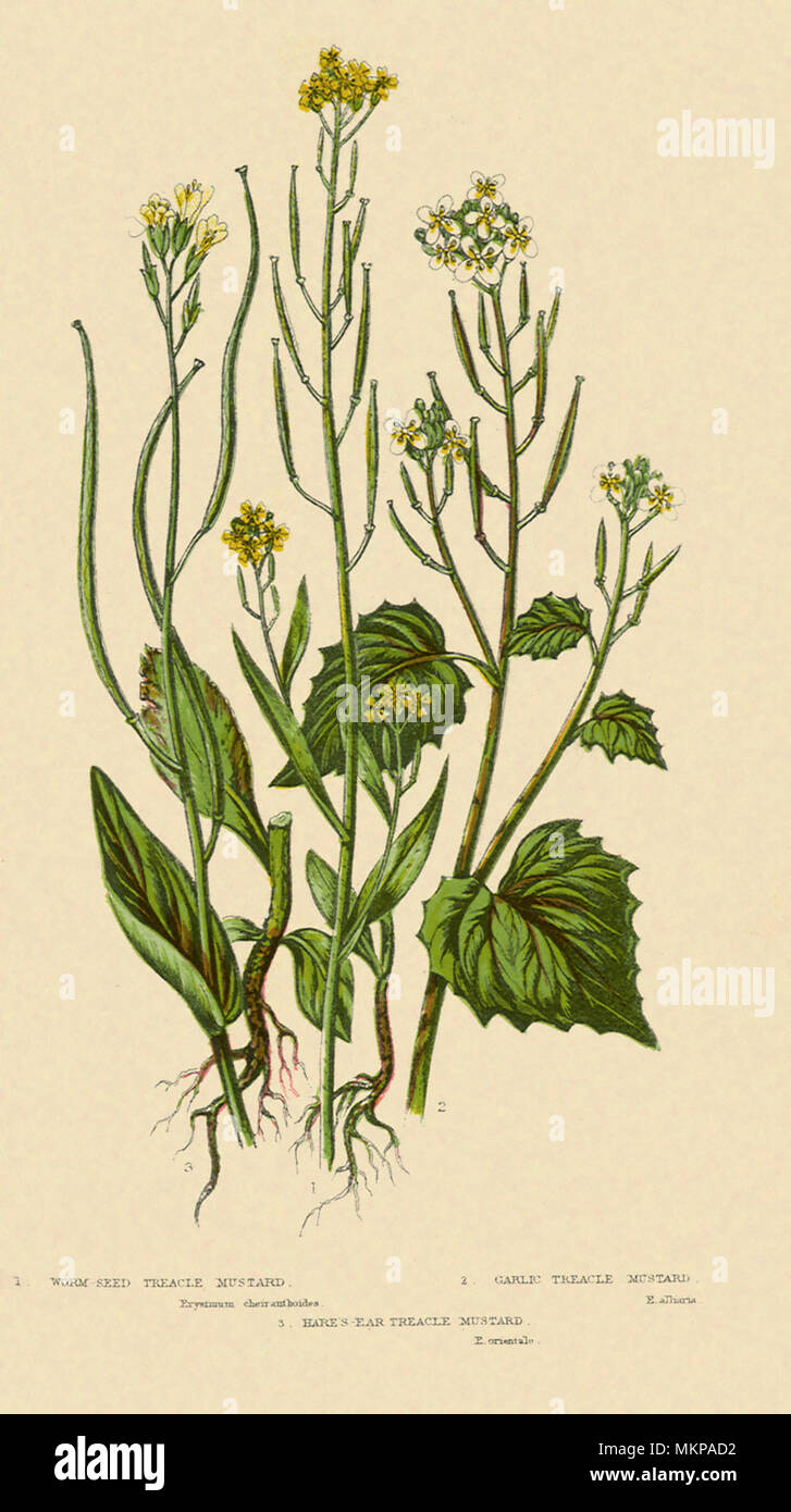 Assorted Mustard Plants Stock Photo - Alamy