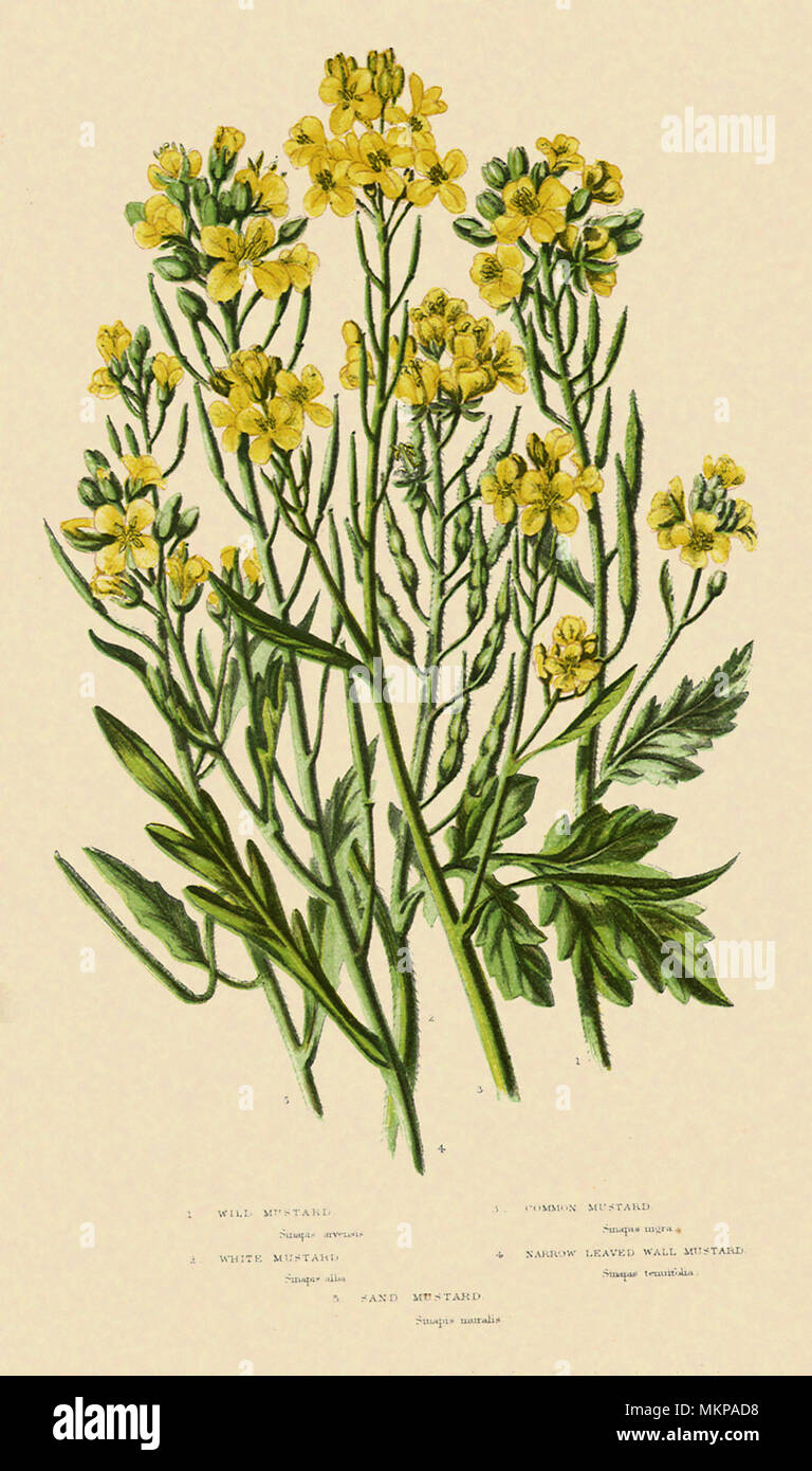 History of mustard hi-res stock photography and images - Alamy