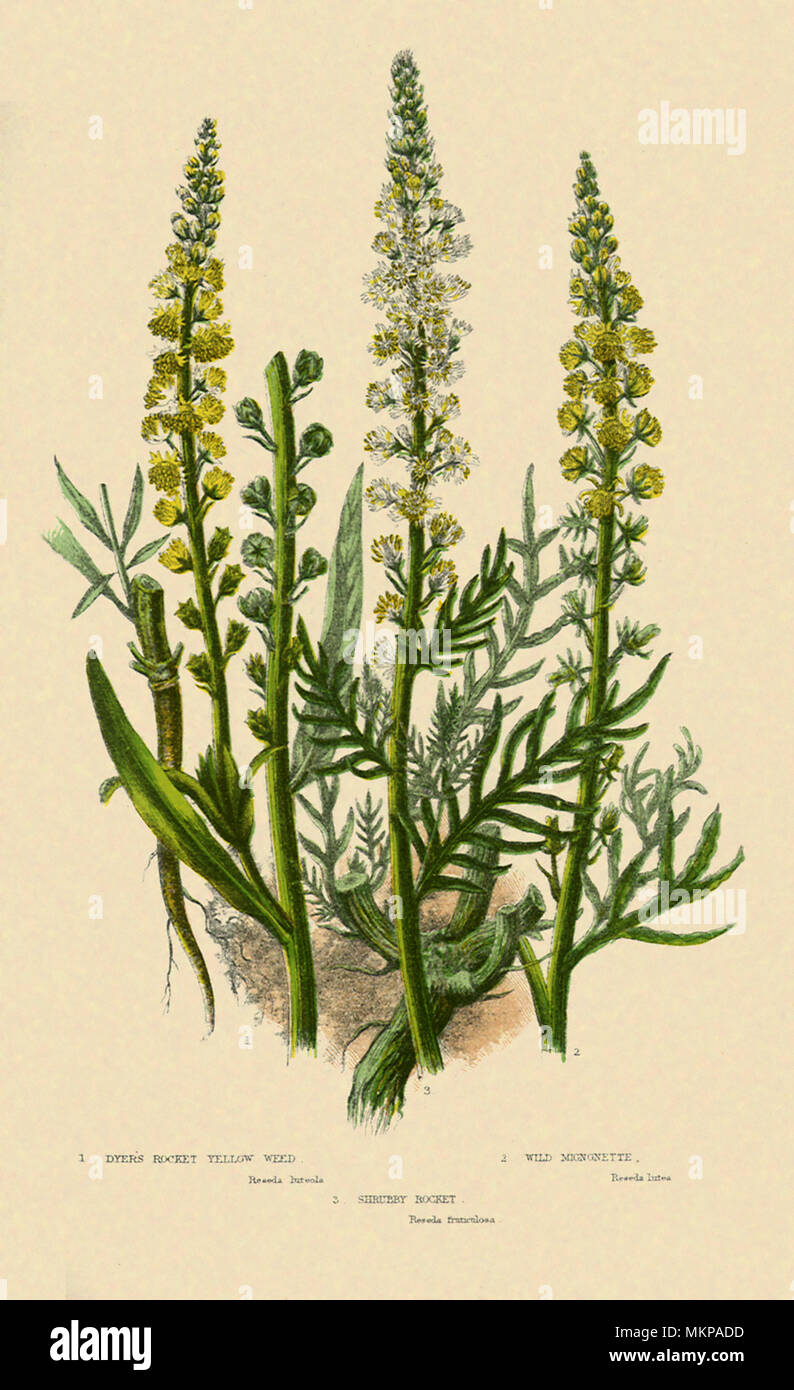 Mandan catlin hi-res stock photography and images - Alamy