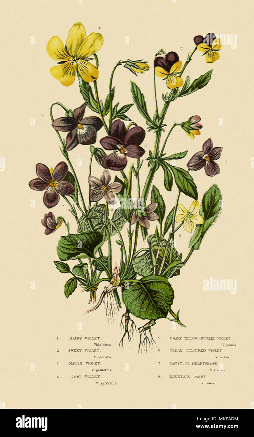 Dwarf marsh violet hi-res stock photography and images - Alamy