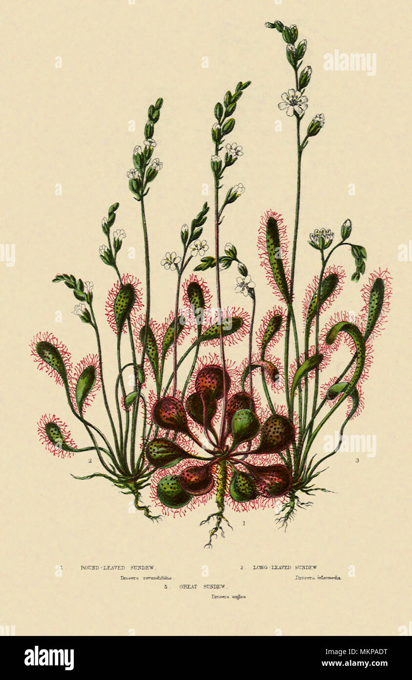 Assorted Sundews Flowers Stock Photo - Alamy