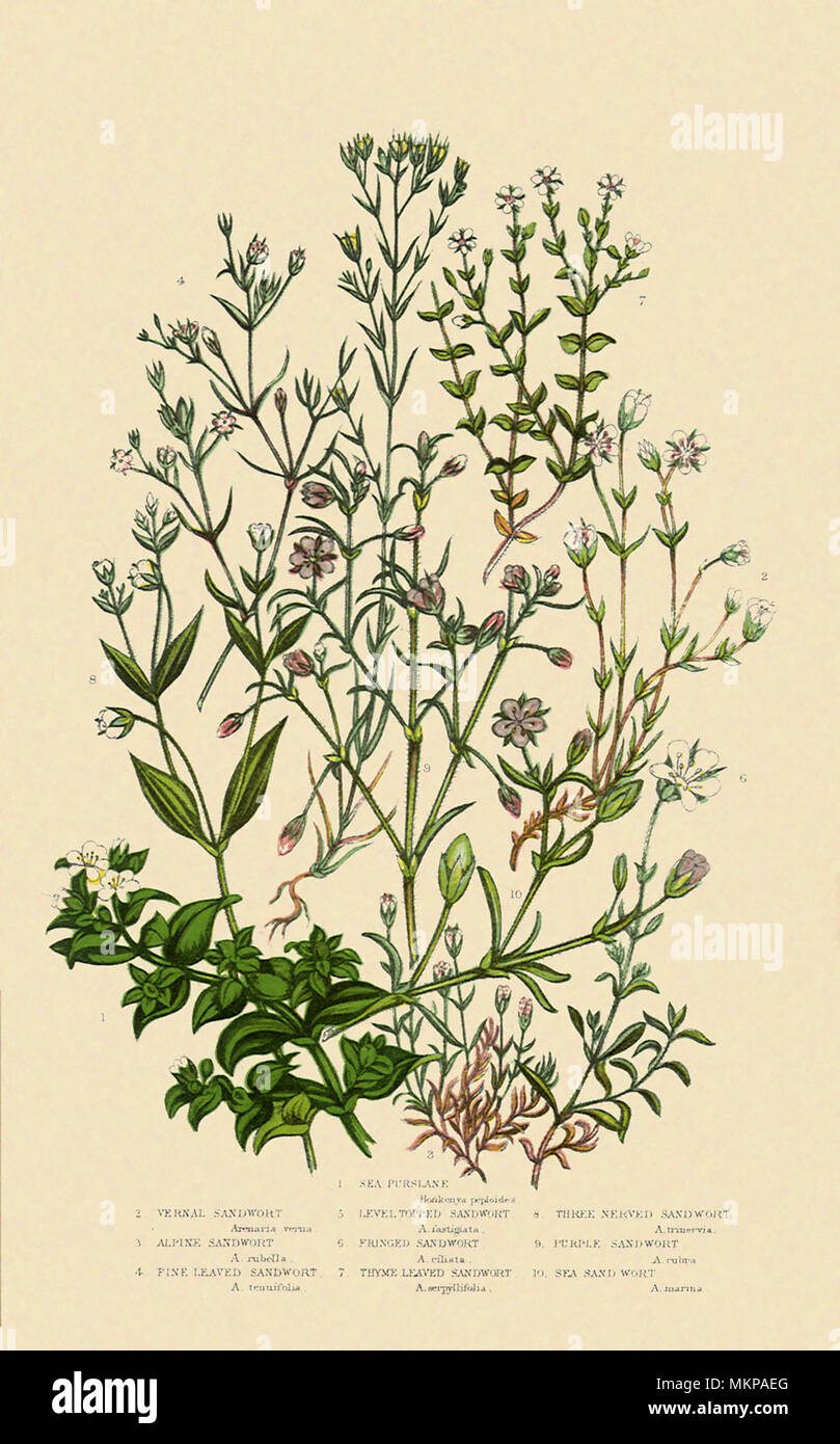 Fringed sandwort hi-res stock photography and images - Alamy