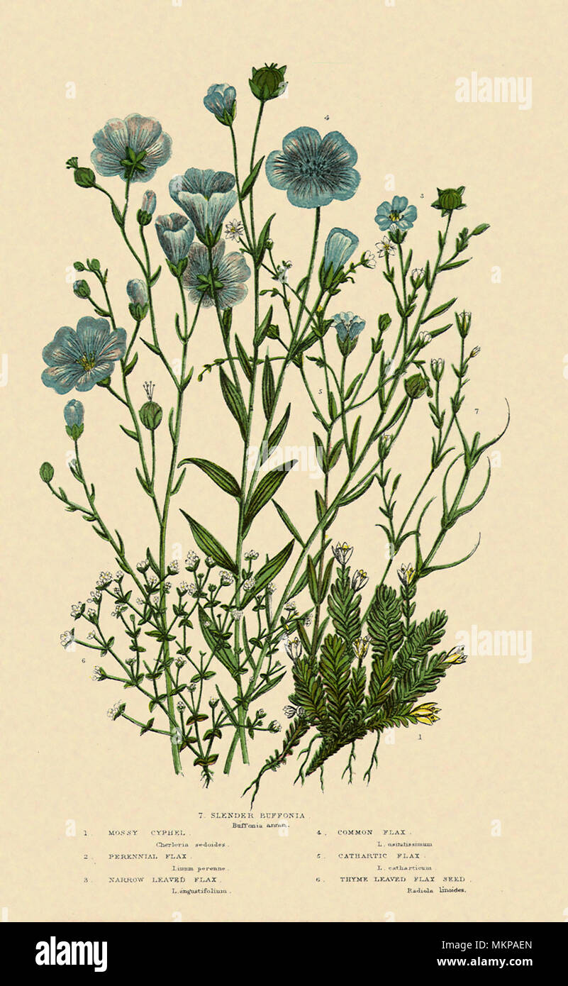 Indian flax hi-res stock photography and images - Alamy