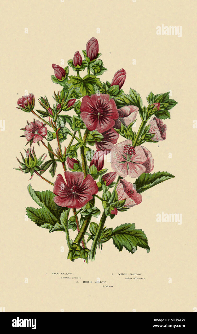 Hispid mallow hi-res stock photography and images - Alamy