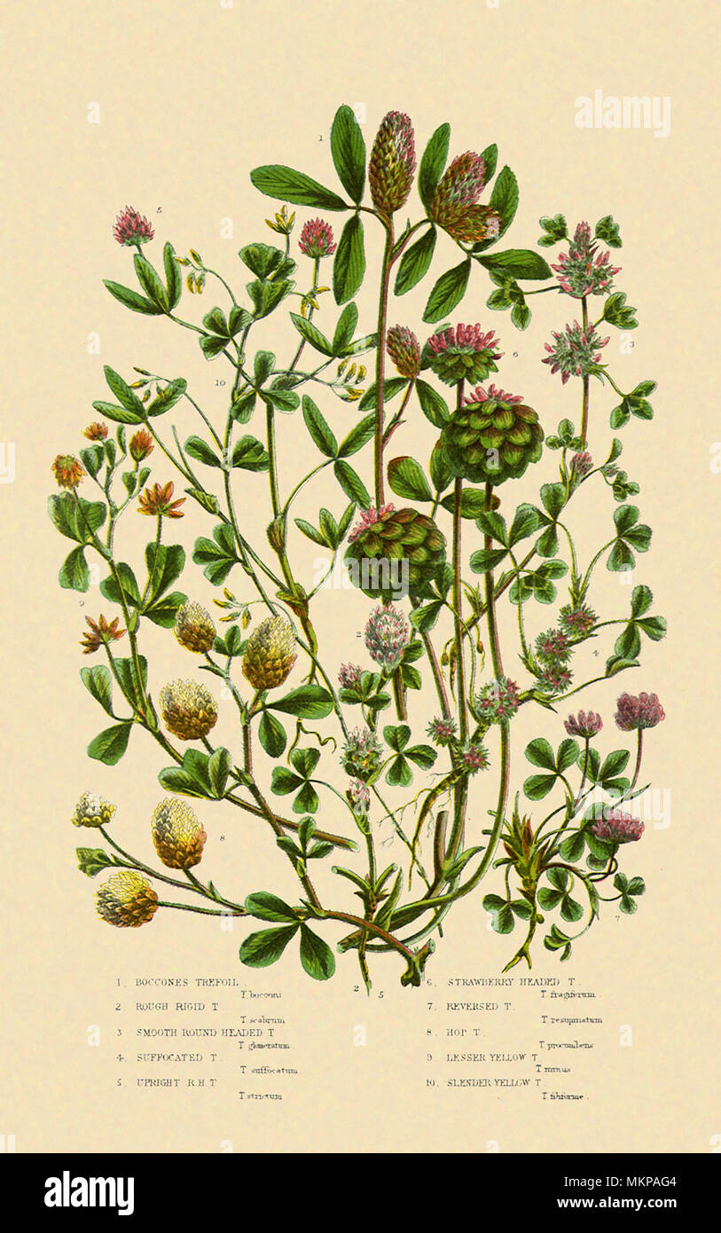 Lesser Trefoil Stock Photos & Lesser Trefoil Stock Images - Alamy