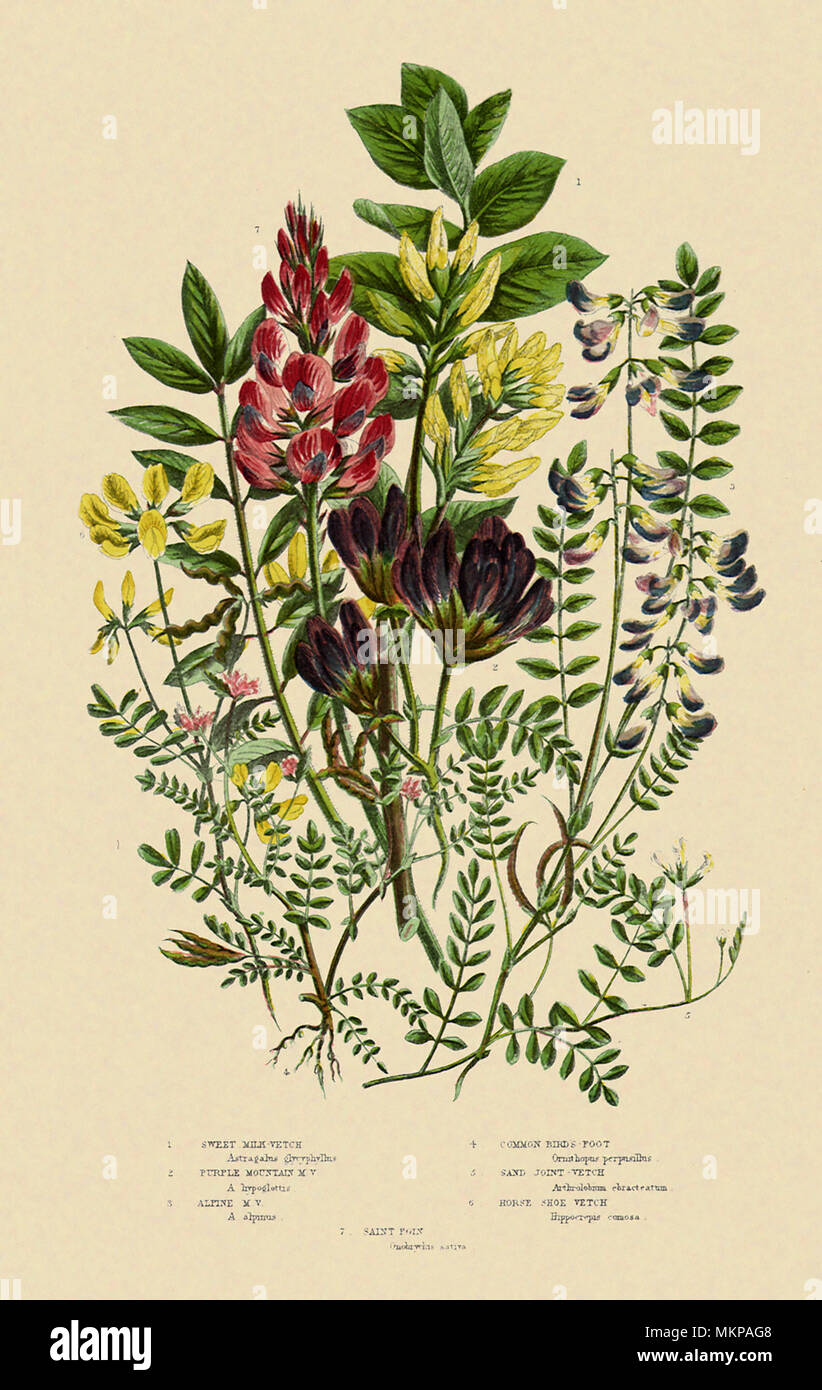 Joint vetch hi-res stock photography and images - Alamy