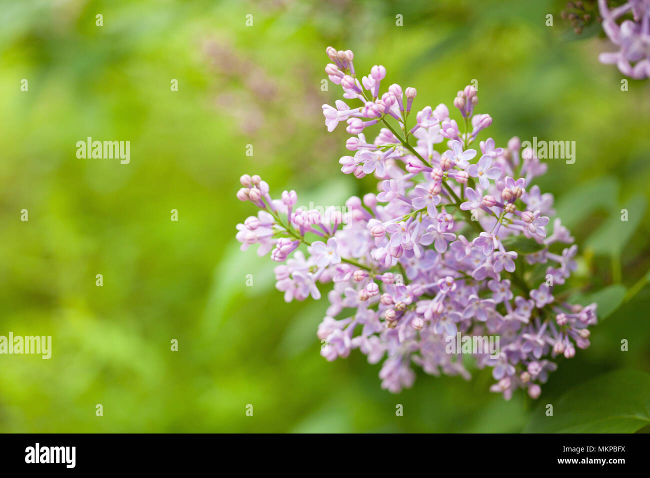 beautiful lilac flowers in garden Stock Photo - Alamy