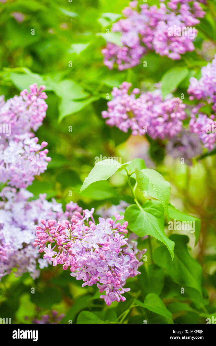 beautiful lilac flowers in garden Stock Photo - Alamy