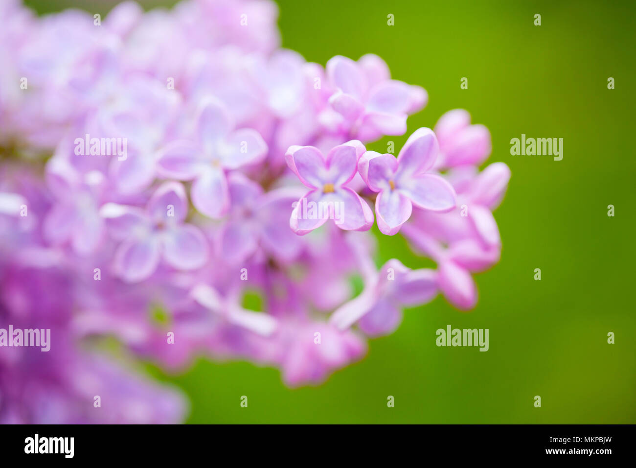 beautiful lilac flowers in garden Stock Photo - Alamy