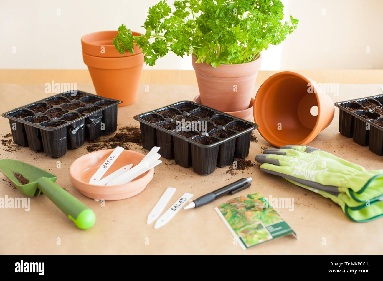gardening, planting at home. sowing seeds in germination box Stock ...