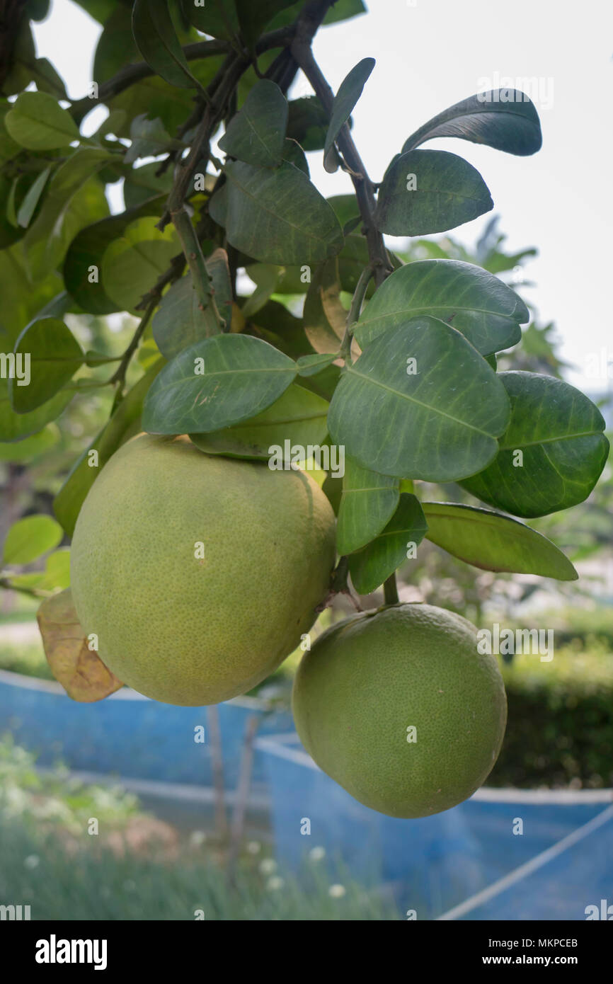 Green pomelo hanging on tree branch hi-res stock photography and images ...